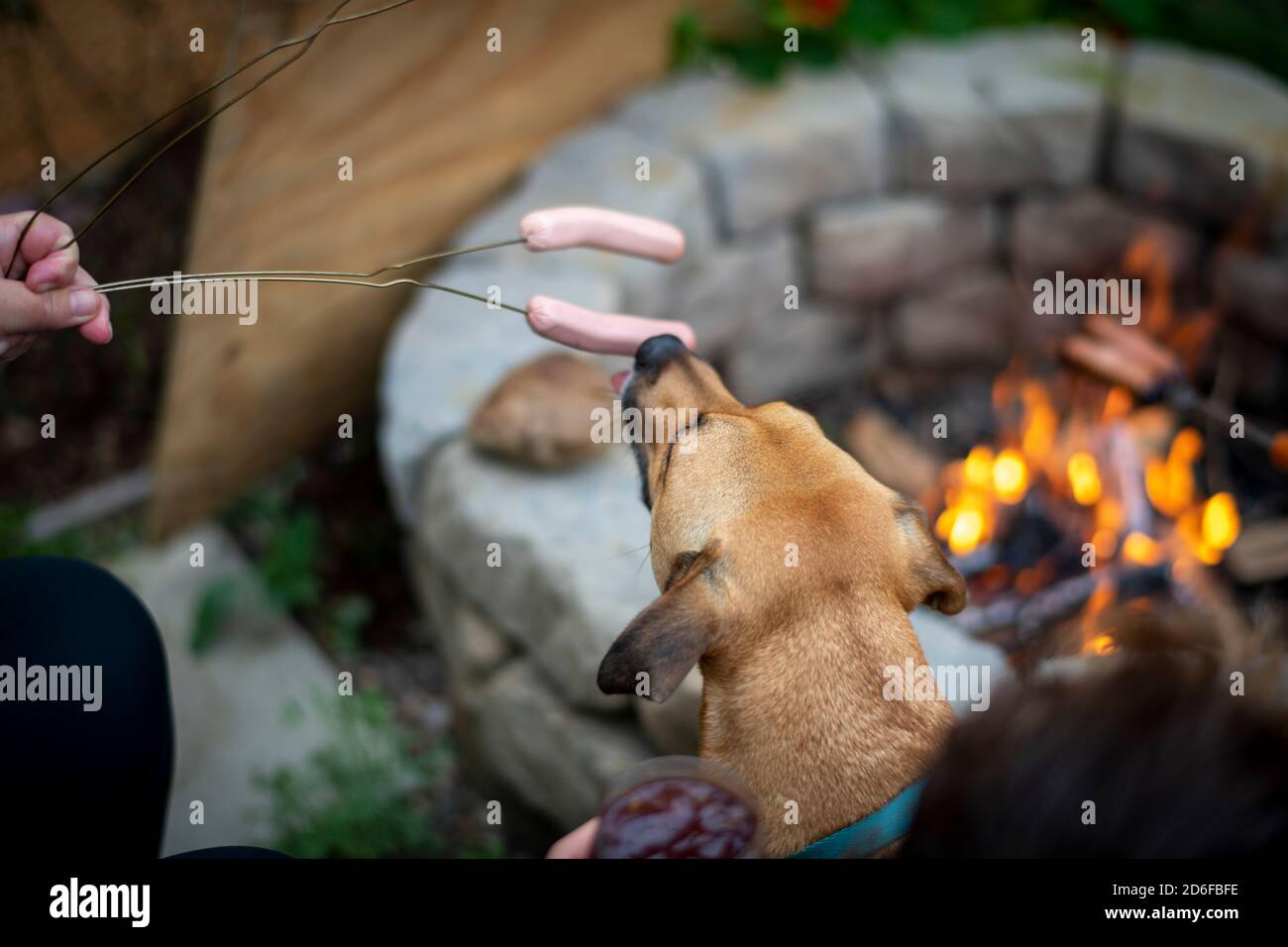 Dog licks hot dogs getting ready to be roasted over a campfire Stock ...