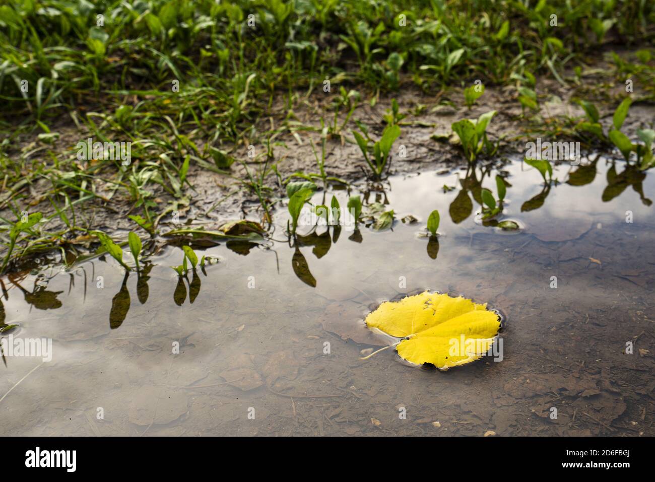 Wet brown puddle texture hi-res stock photography and images - Alamy