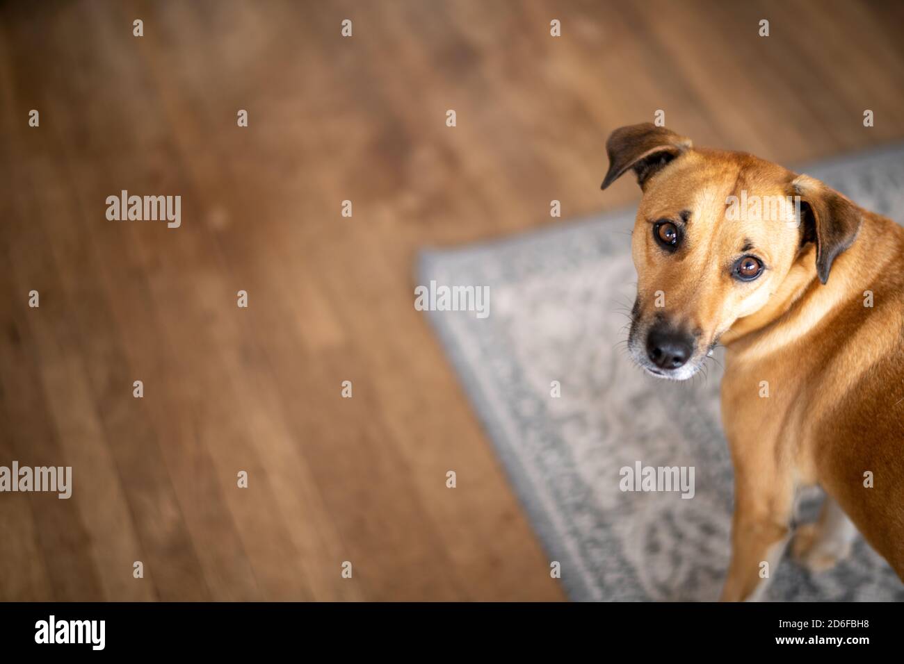 Do Potcake Dogs Shed