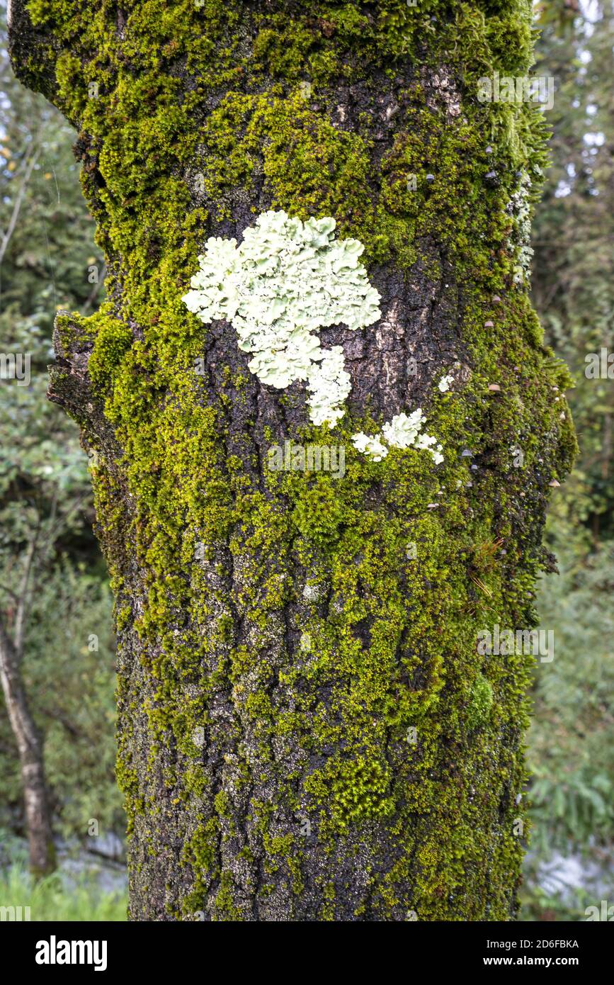 white lichens attached to a tree trunk Stock Photo - Alamy