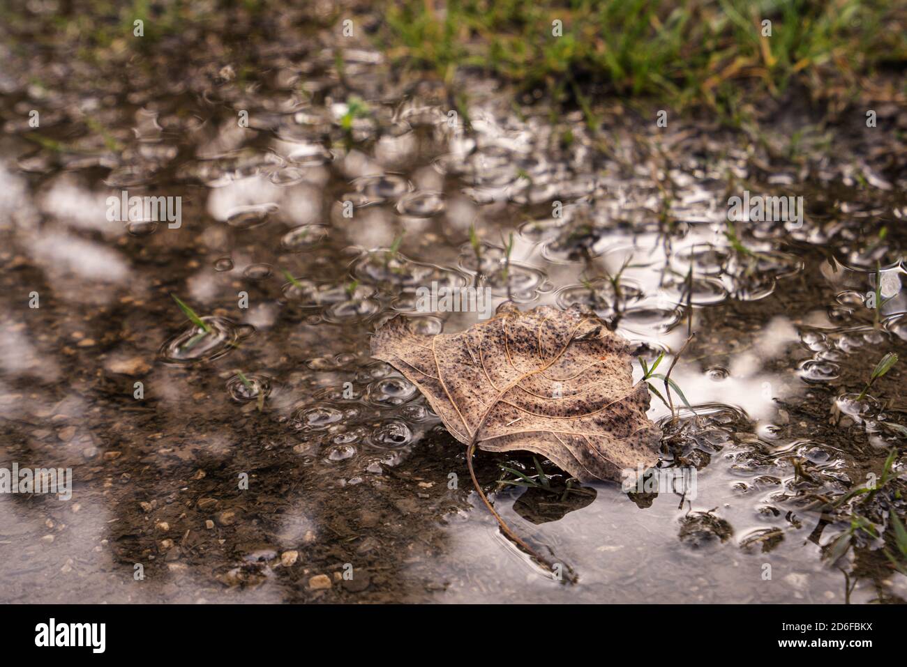 Wet brown puddle texture hi-res stock photography and images - Alamy