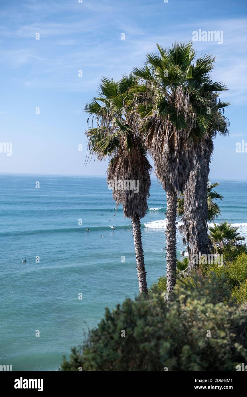 Palm trees surfers riding hi-res stock photography and images - Alamy