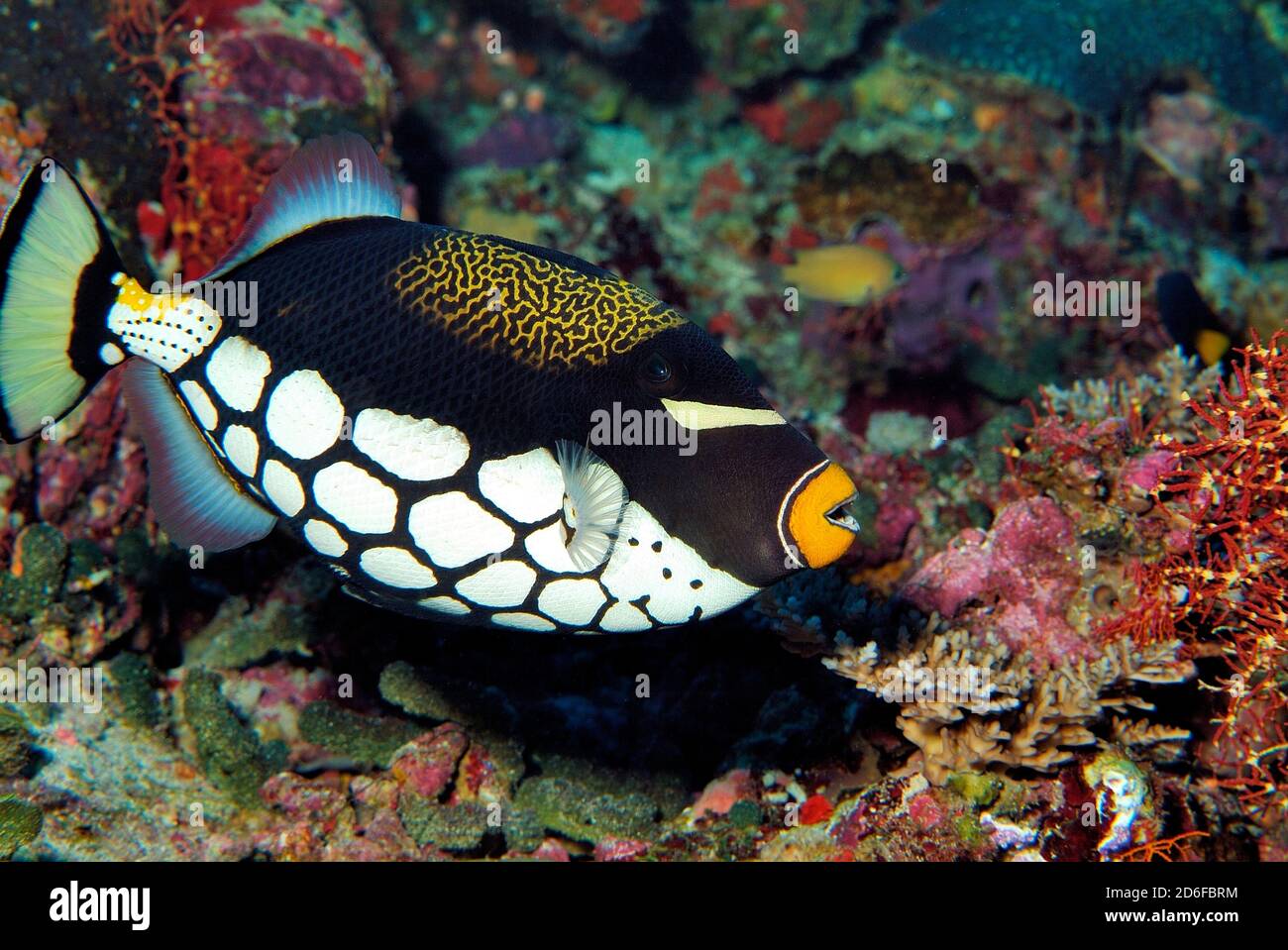 Triggerfish Mouth Teeth High Resolution Stock Photography and Images ...