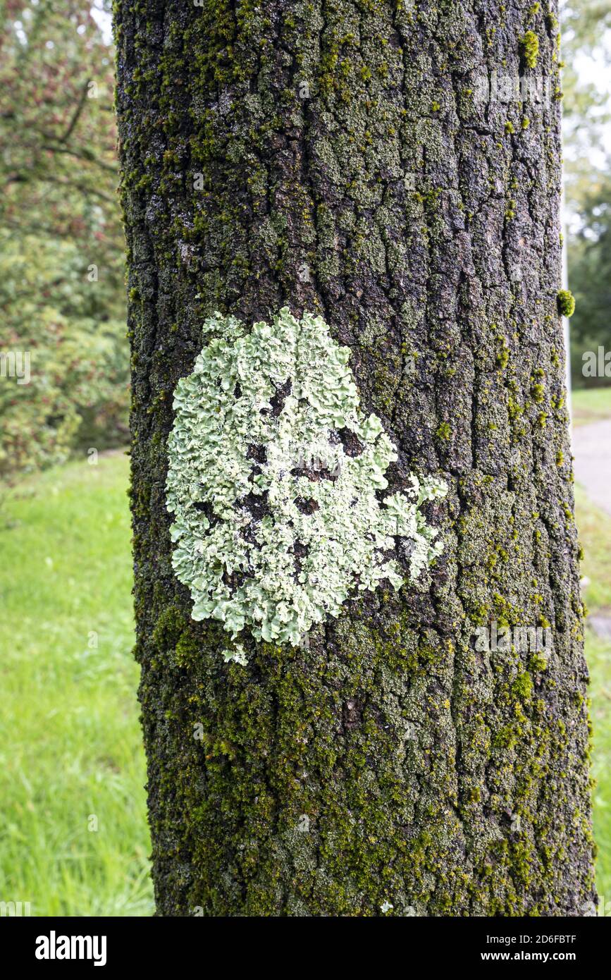 white lichens attached to a tree trunk Stock Photo - Alamy