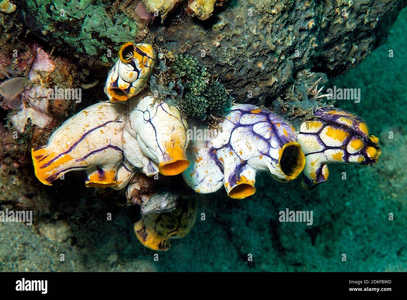 Gold Mouth Sea Squirt High Resolution Stock Photography and Images - Alamy