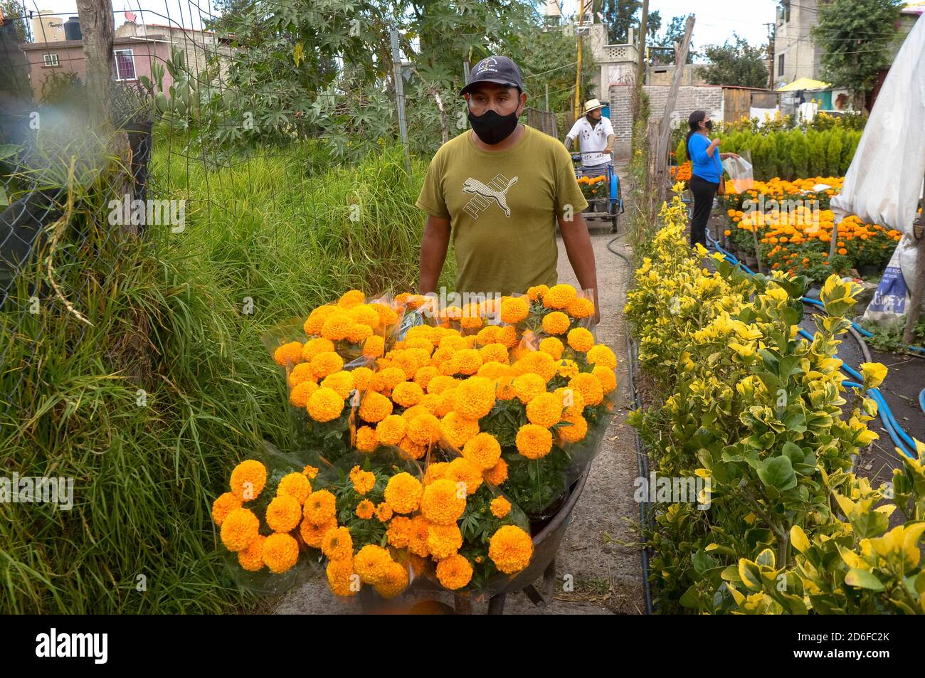 Cempasuchil flower growers hi-res stock photography and images - Alamy