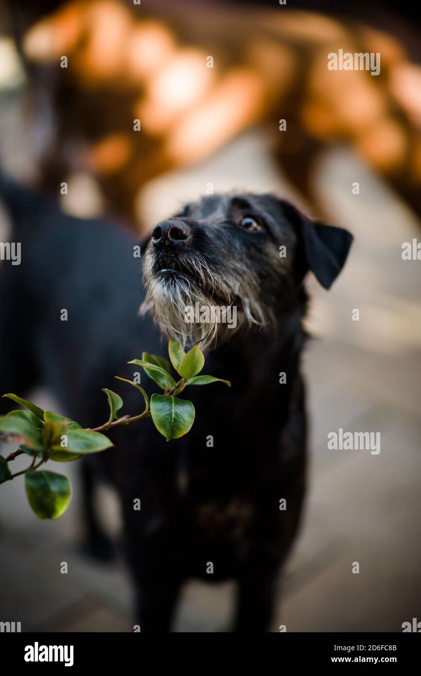 Terrier Mix with Beard Squirrel Watching in San Diego Stock Photo - Alamy