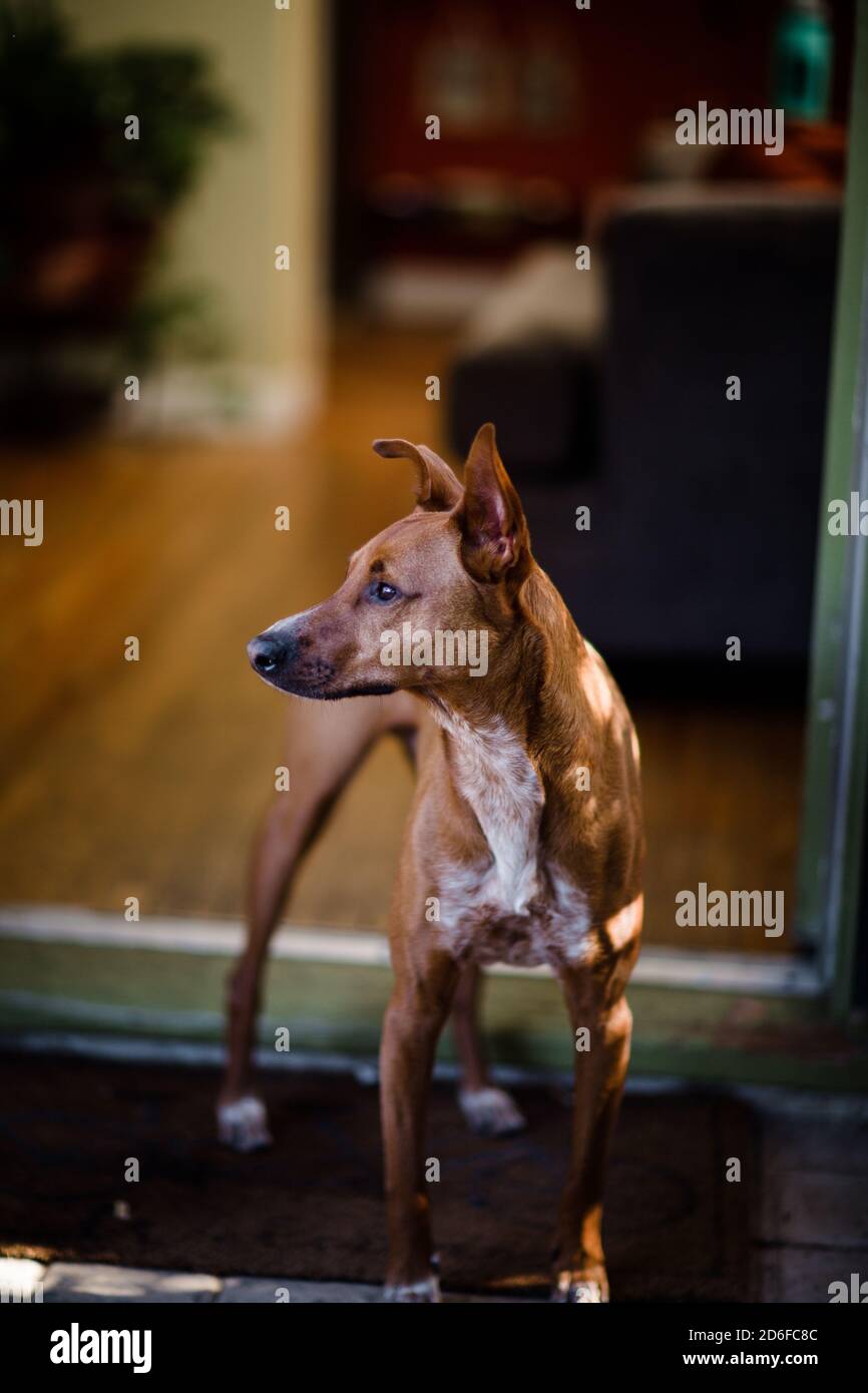 Stoop dogs hi-res stock photography and images - Alamy