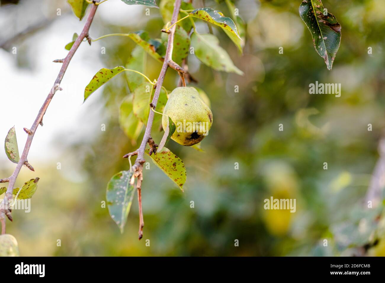 Pear fruit on the tree in the fruit garden Stock Photo - Alamy