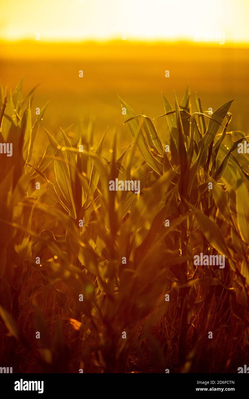 Corn fields east of Denver, CO Stock Photo - Alamy