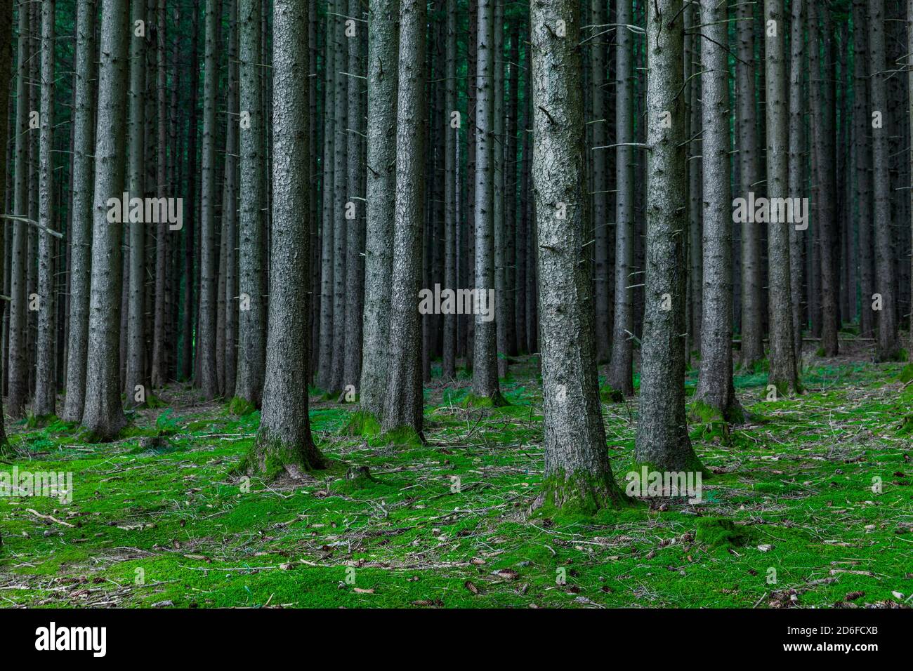 Trunks of fir trees in coniferous forest with forest floor Stock Photo ...