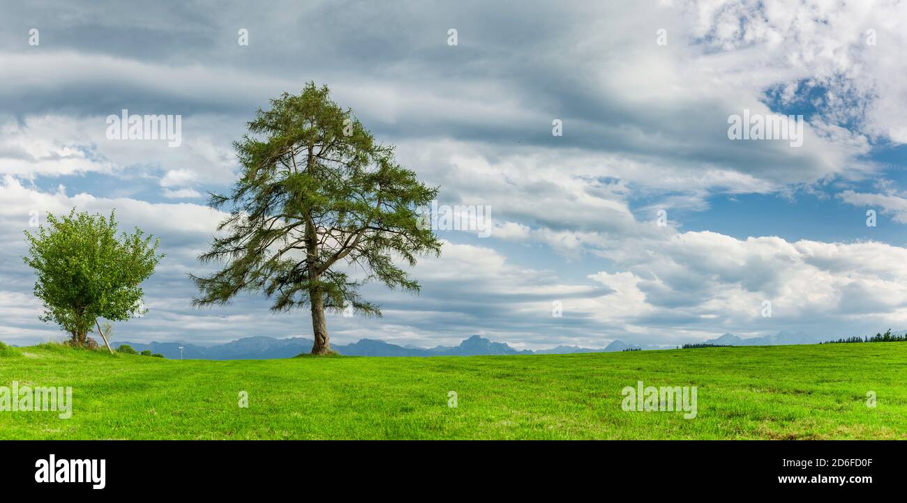 Green hilly landscape with alpine panorama in the Allgäu Stock Photo ...