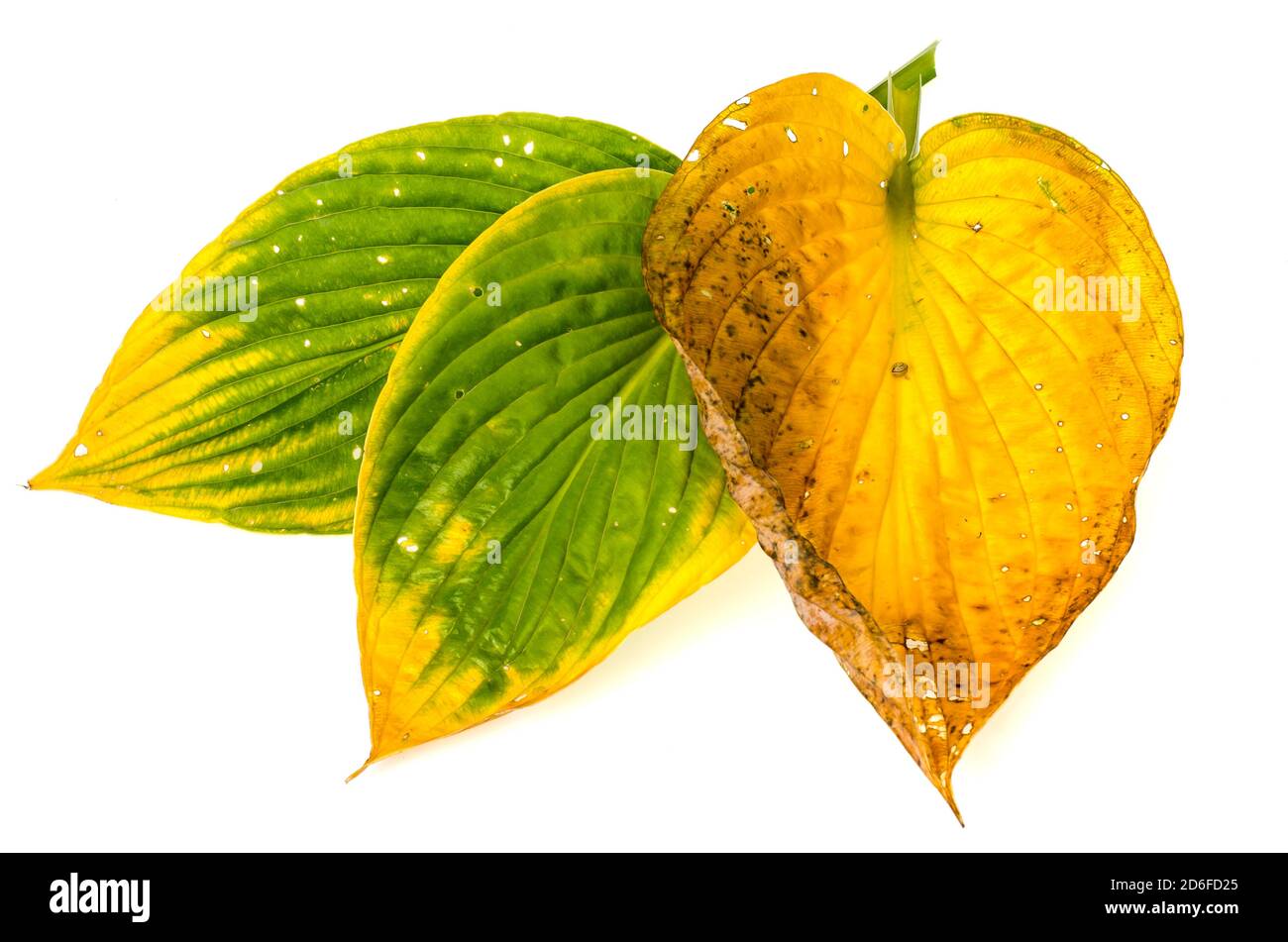 Dried yellow hosta leaves. Studio Photo Stock Photo - Alamy