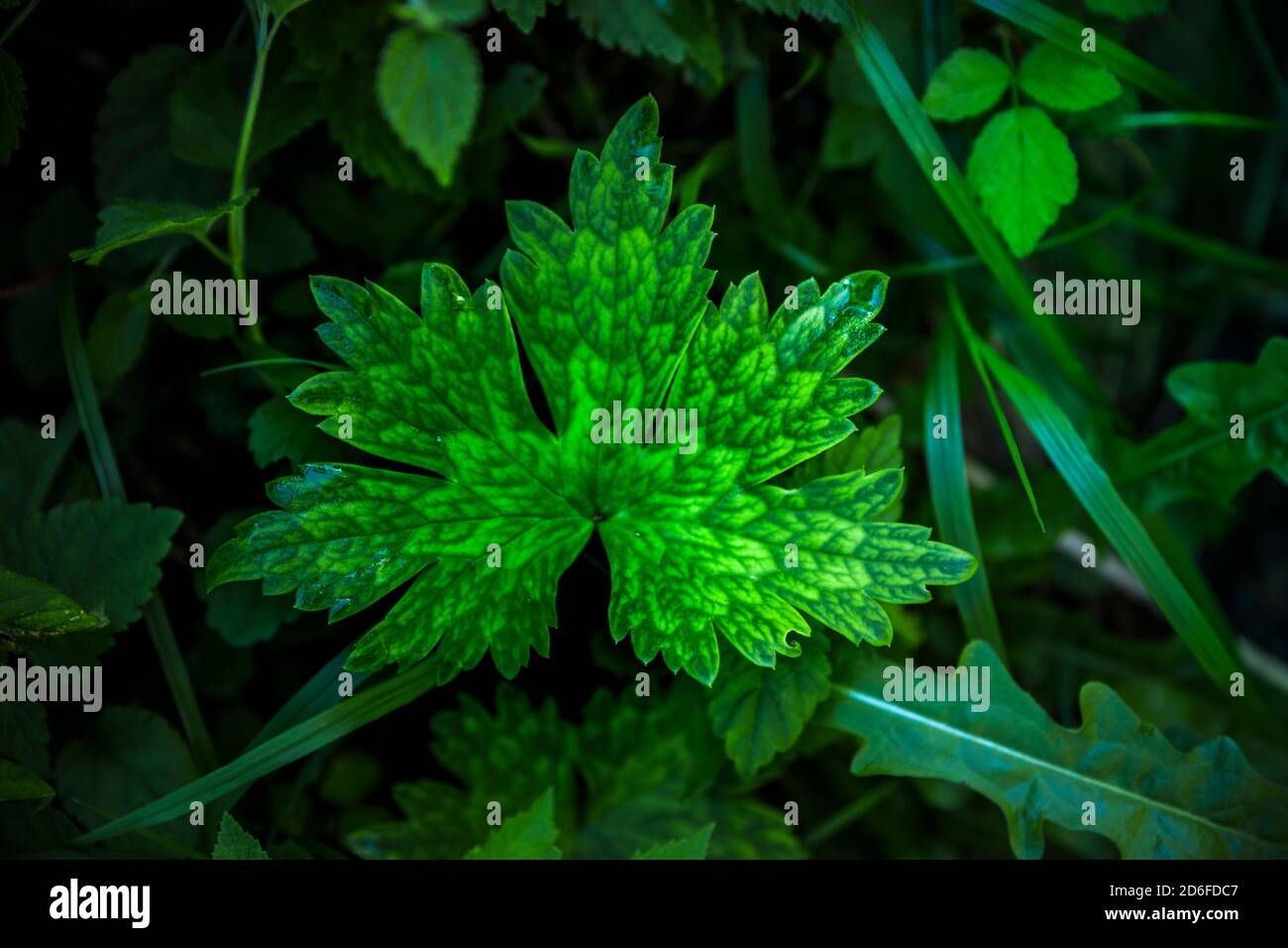 Green leaves with a beautiful grain Stock Photo - Alamy