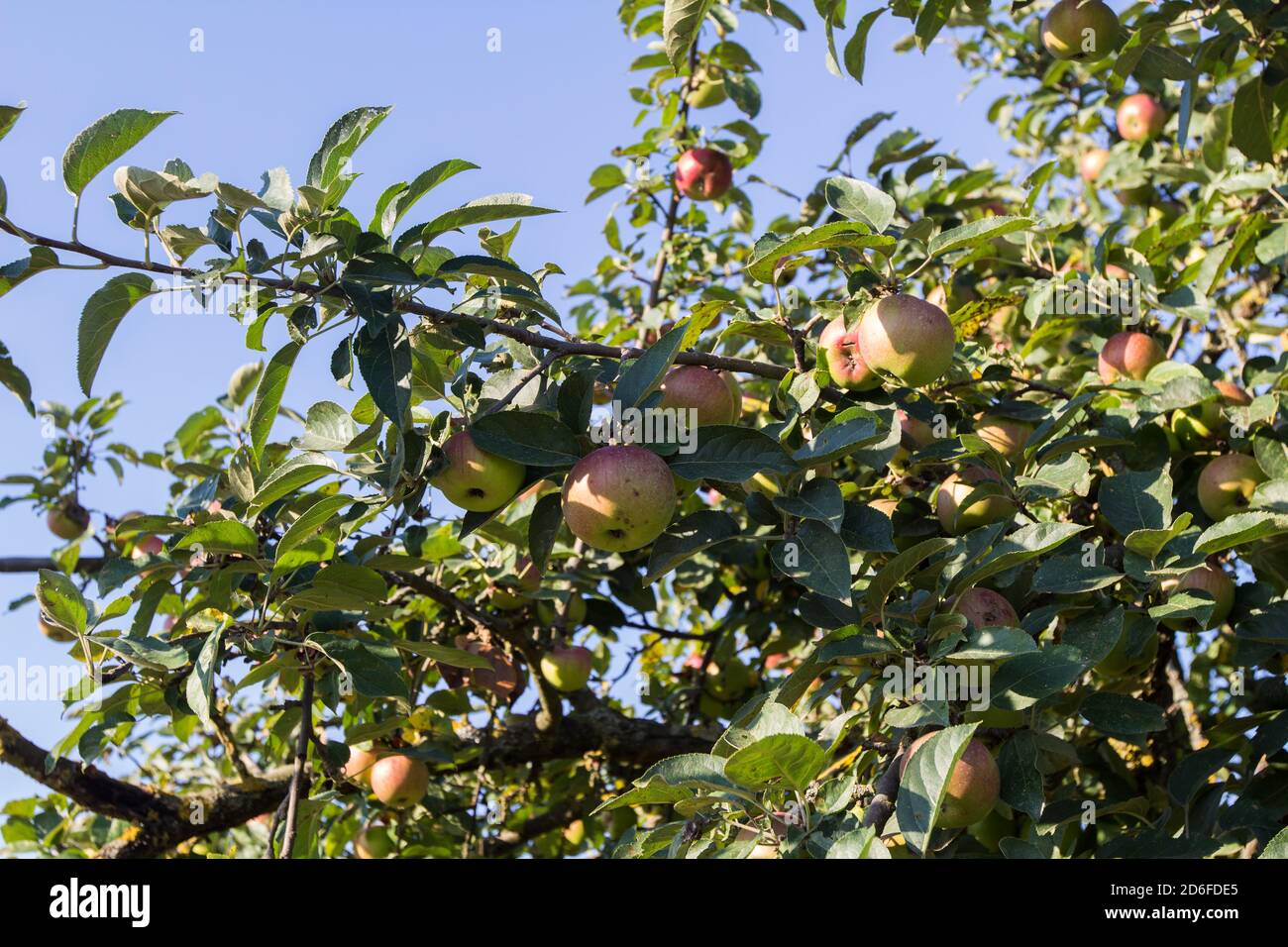 Low angle shot of growing apples on trees in the garden Stock Photo - Alamy