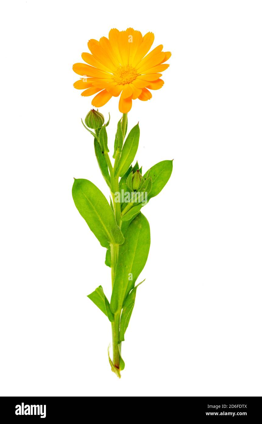 Orange single calendula flower with green leaves, isolated on white ...