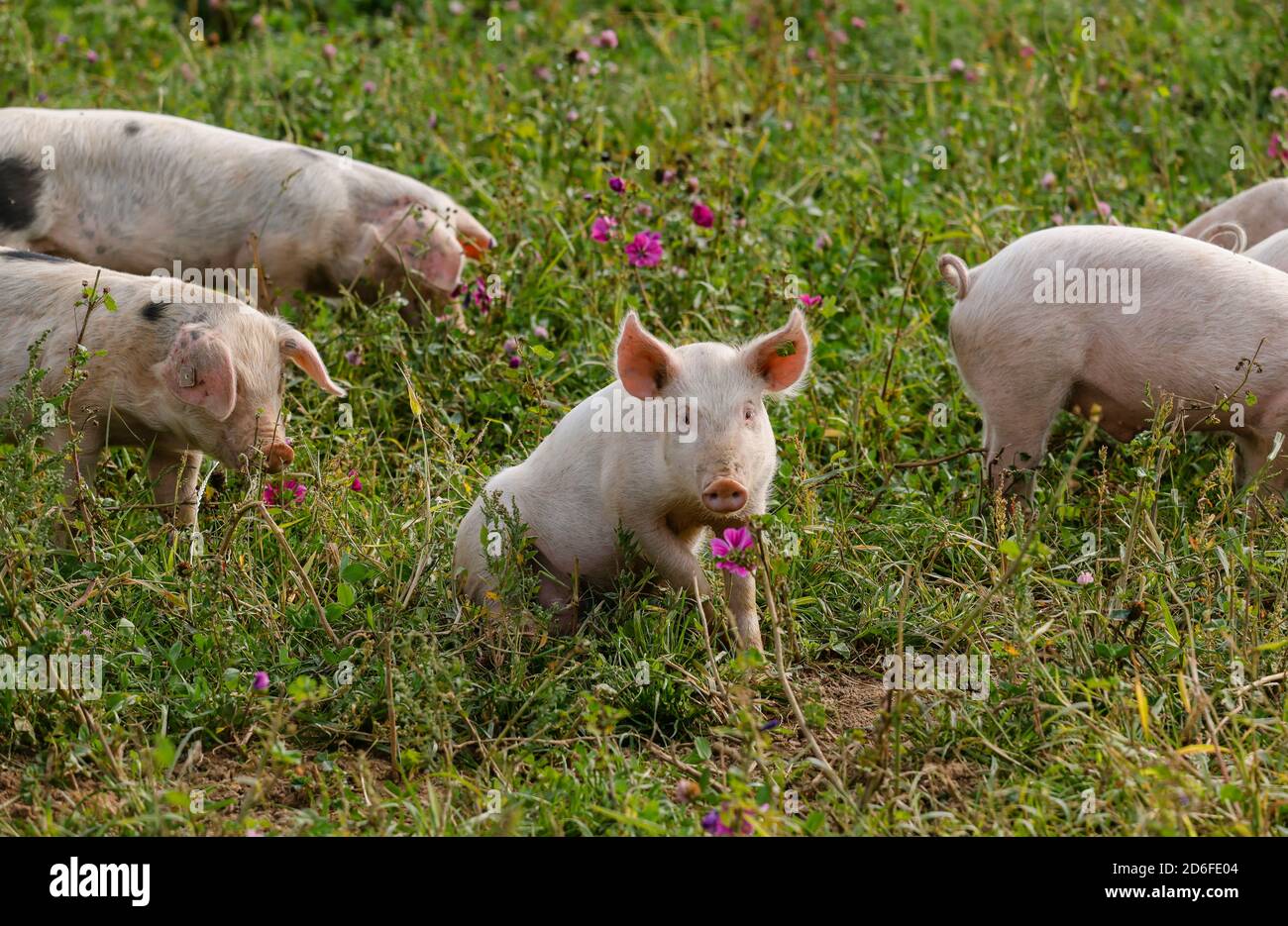 Kamp-Lintfort, North Rhine-Westphalia, Germany - organic farming NRW ...