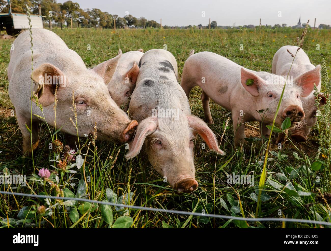Outdoor pig shelter on farm hi-res stock photography and images - Alamy