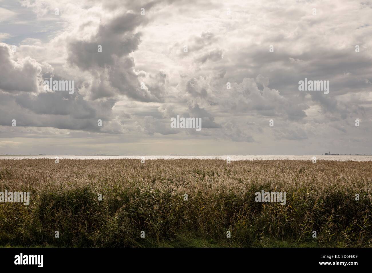 North Sea, reeds Stock Photo - Alamy