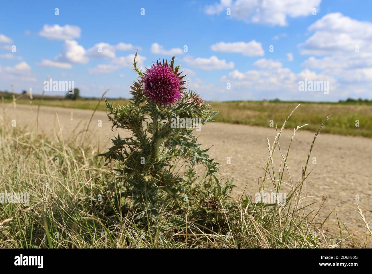 Closeup shot of thistle flower Stock Photo - Alamy
