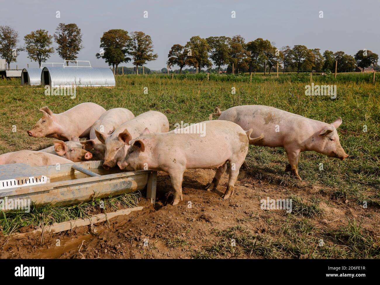 Farming and stress hi-res stock photography and images - Alamy