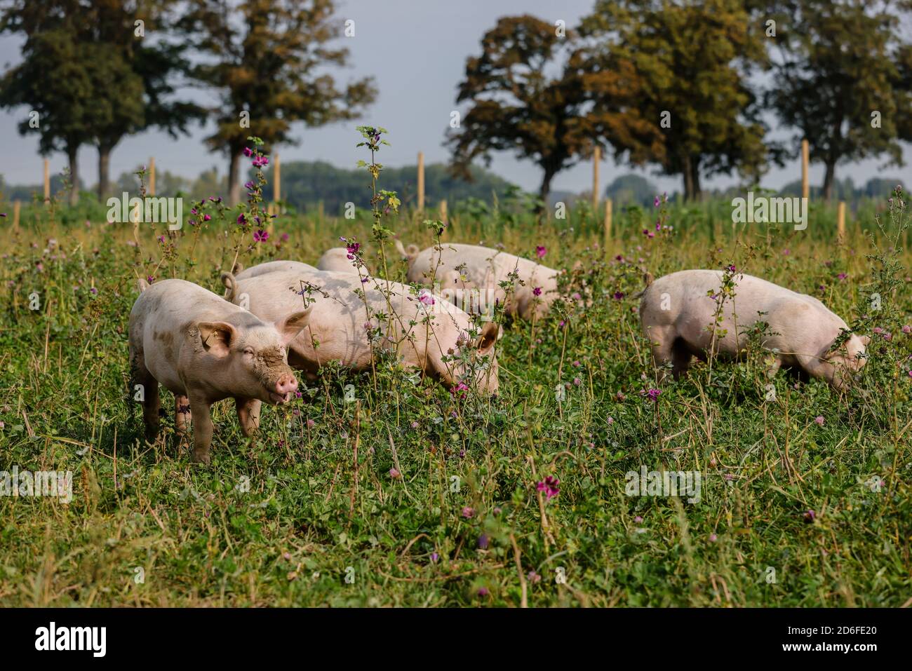 Kamp-Lintfort, North Rhine-Westphalia, Germany - organic farming NRW ...