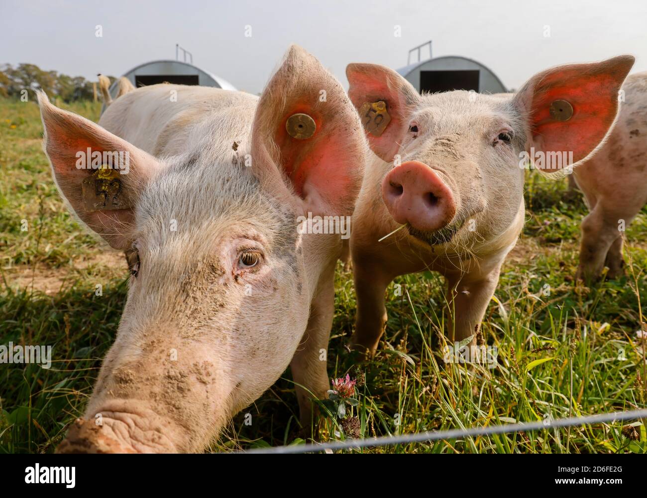Kamp-Lintfort, North Rhine-Westphalia, Germany - organic farming NRW ...