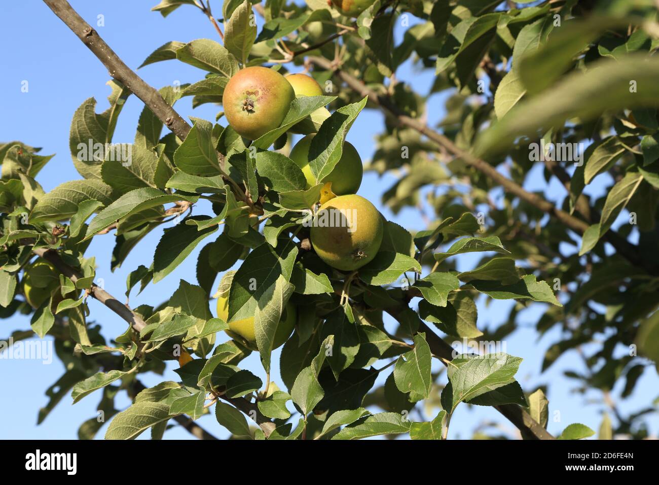 Low angle shot of growing apples on the tree at daytime Stock Photo - Alamy