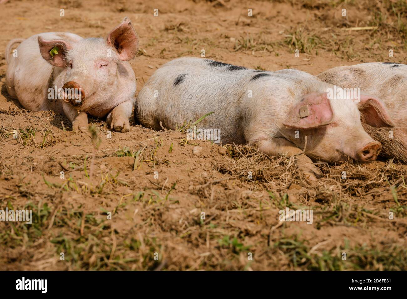 Kamp-Lintfort, North Rhine-Westphalia, Germany - organic farming NRW ...