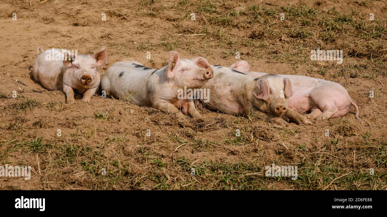 Pigs free range hi-res stock photography and images - Alamy