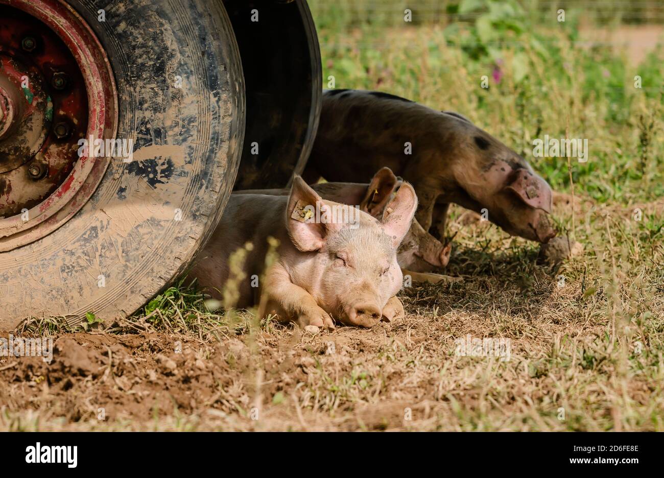 Kamp-Lintfort, North Rhine-Westphalia, Germany - organic farming NRW ...