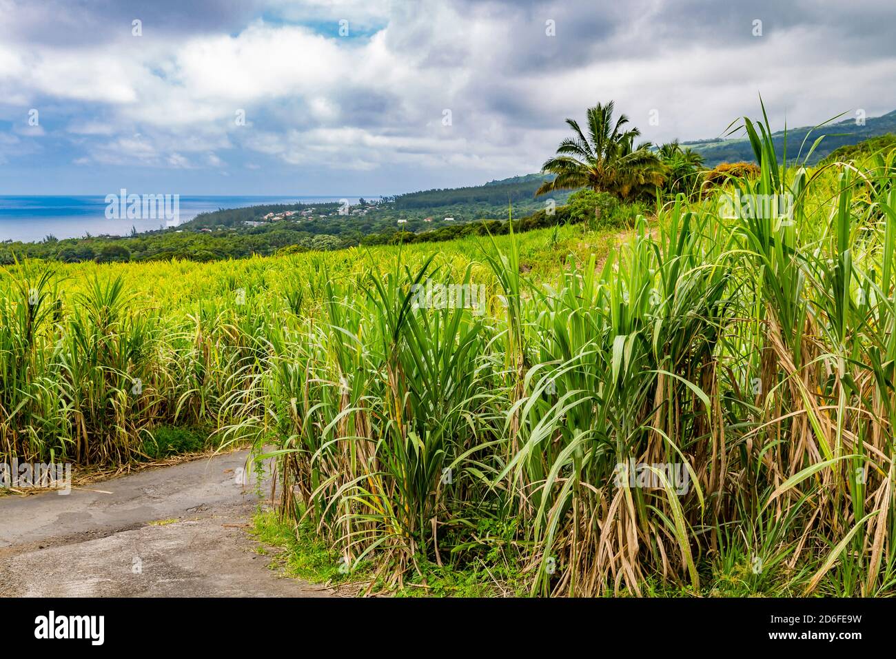 Sugar cane plantation, Saint-Philippe, Reunion Island, French overseas ...