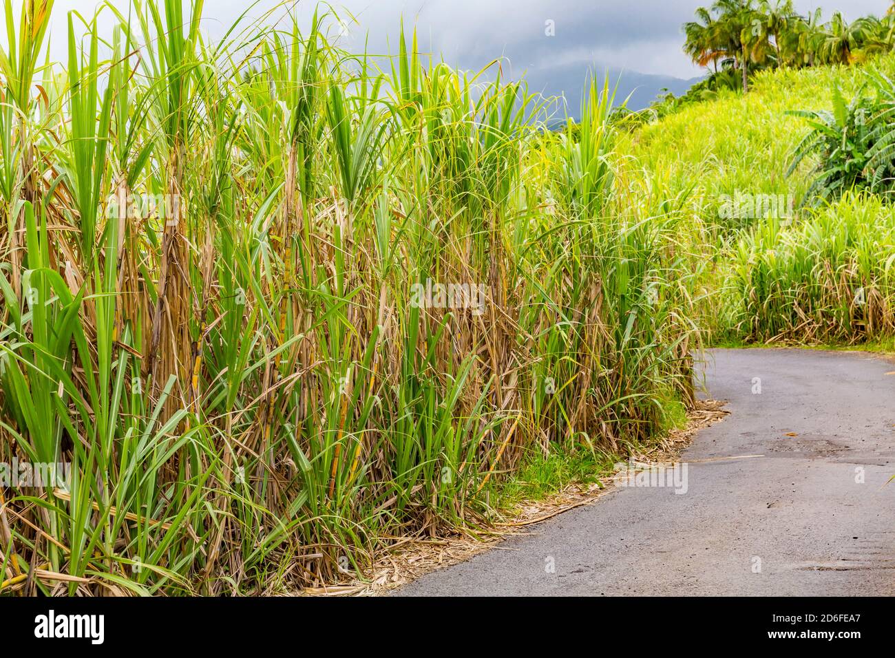 Sugar cane plantation, Saint-Philippe, Reunion Island, French overseas ...