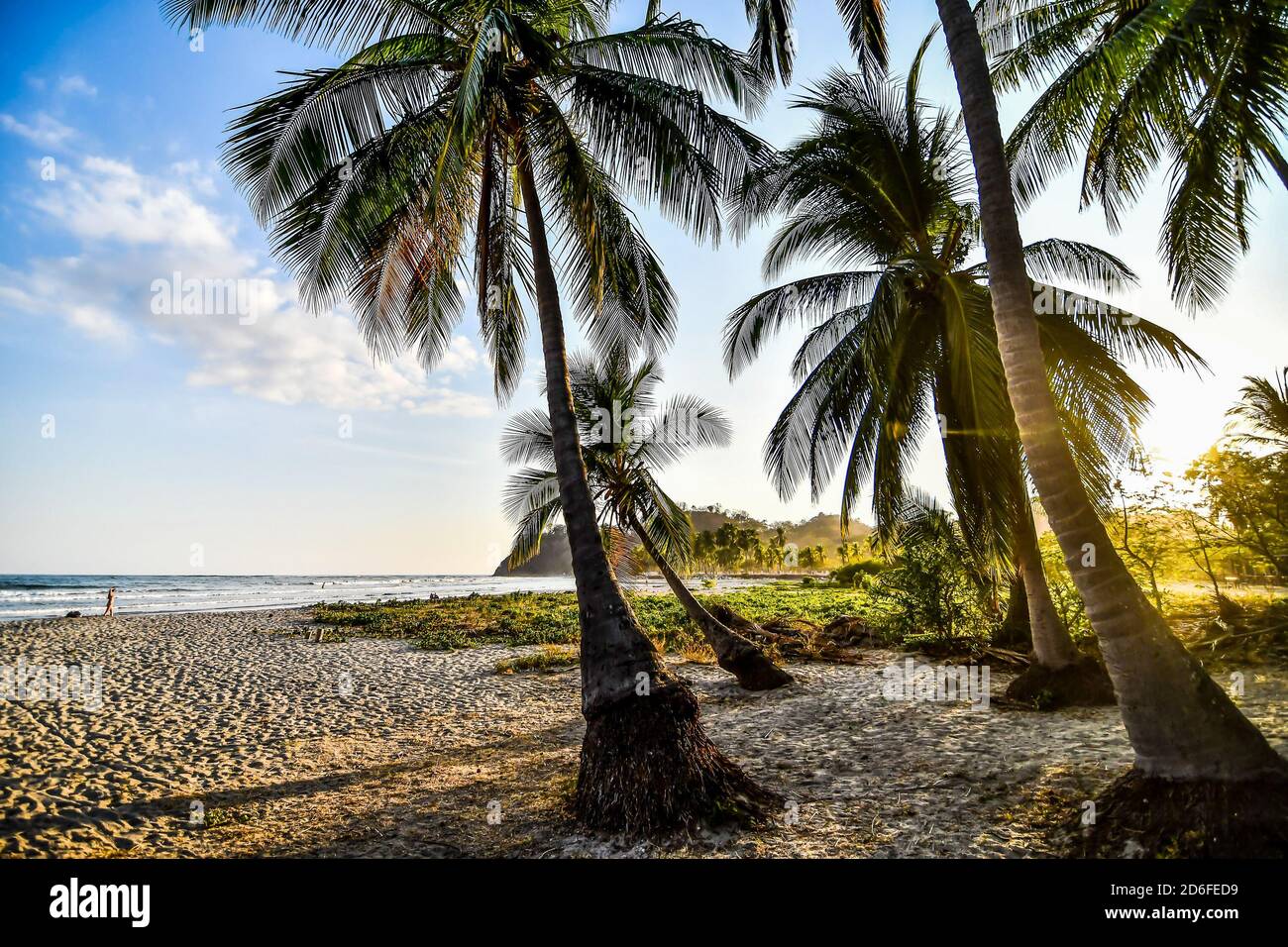 palm tree on the beach in samara nicoya costa rica central america ...