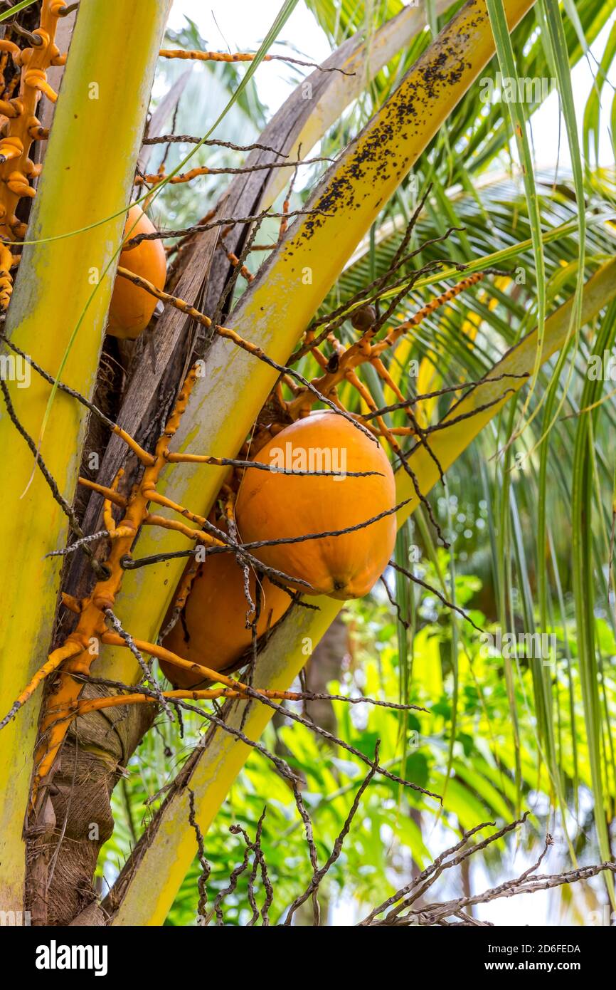 Coconut palm with yellow coconuts, Le Palmier Auberge Paysanne, inn ...