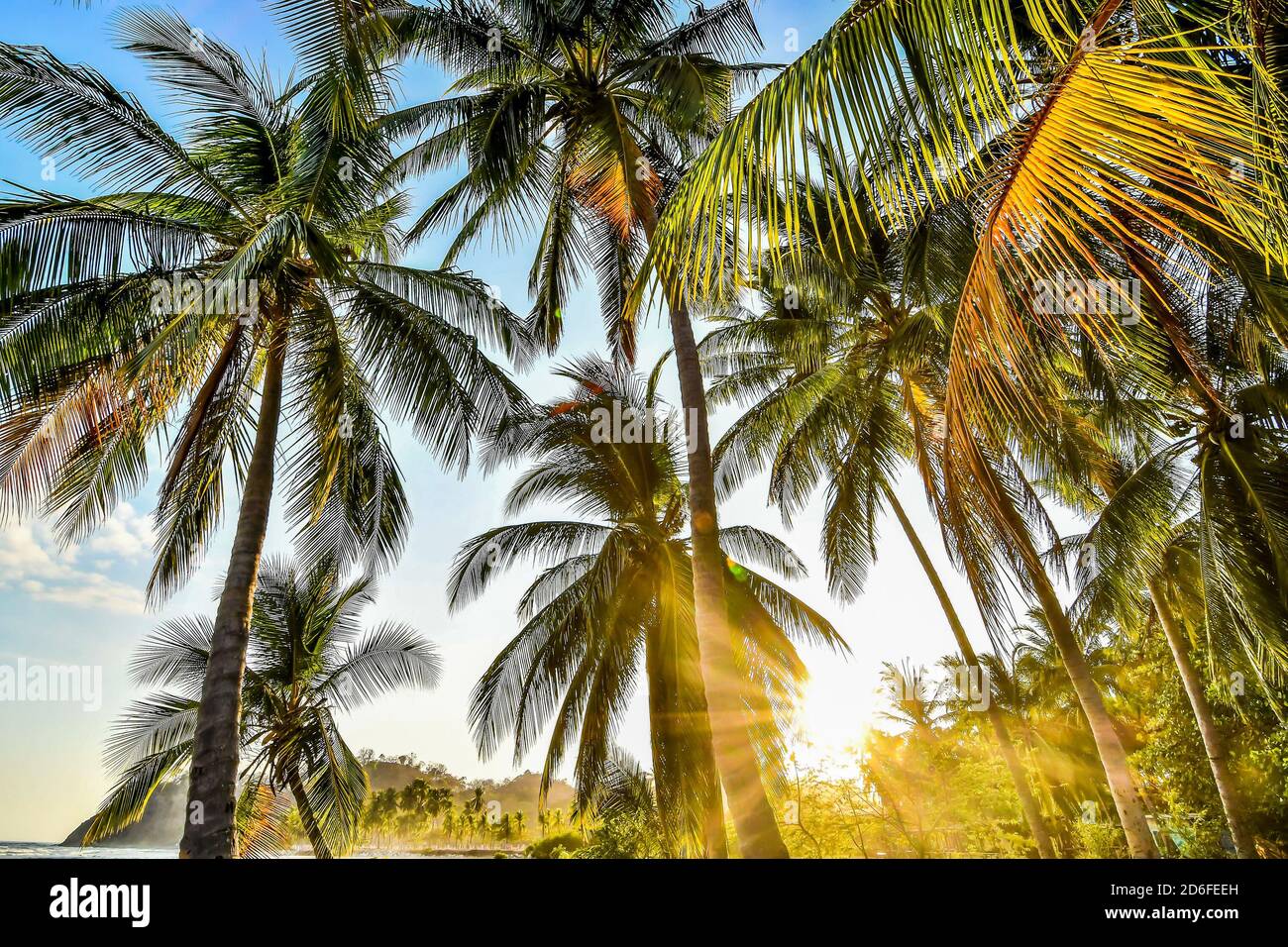 palm tree on the beach in samara nicoya costa rica central america ...