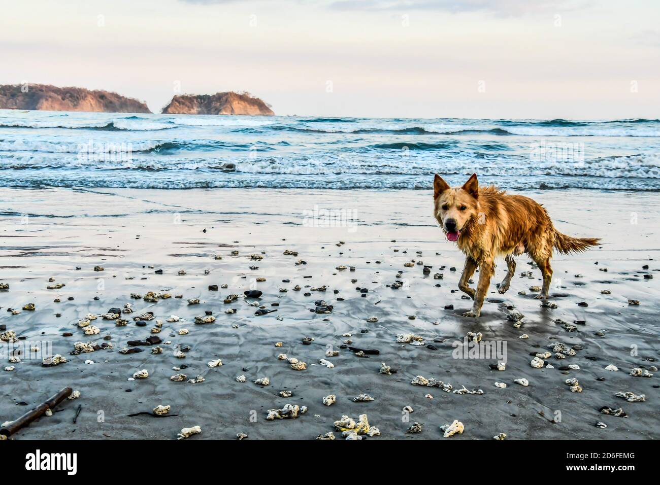 dog on beach in samara nicoya costa rica central america Stock Photo ...