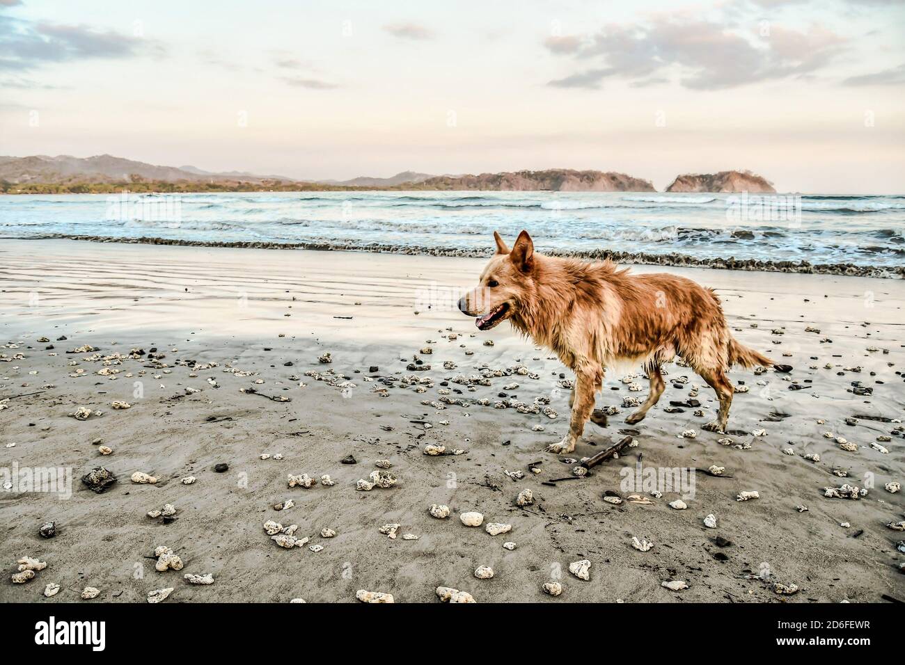 dog on the beach in samara nicoya costa rica central america Stock ...