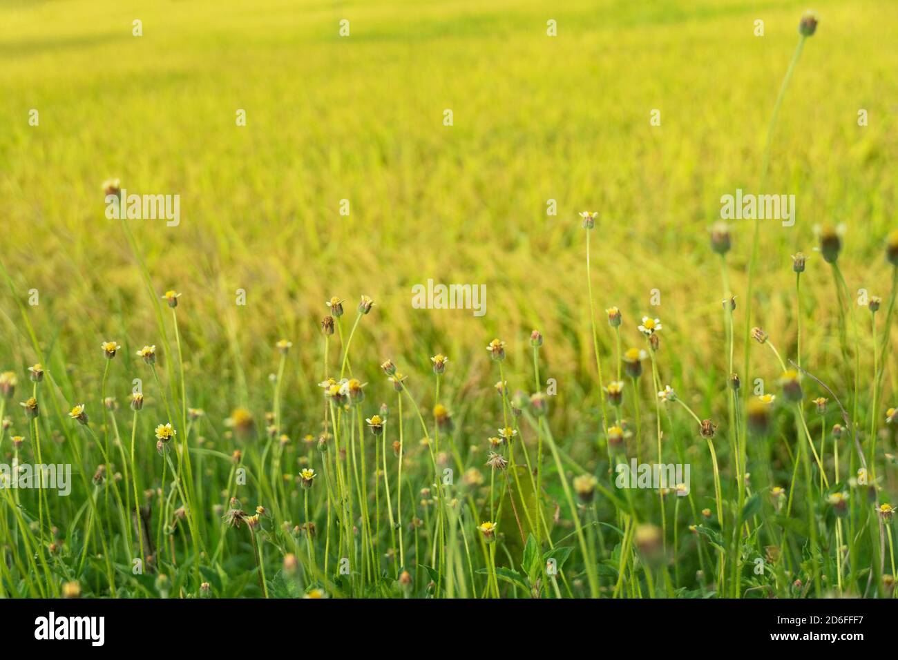 Green rice freshness nature hi-res stock photography and images - Alamy