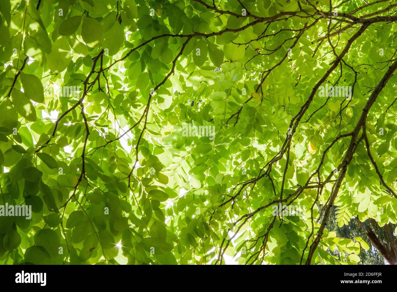Golden robinia hi-res stock photography and images - Alamy
