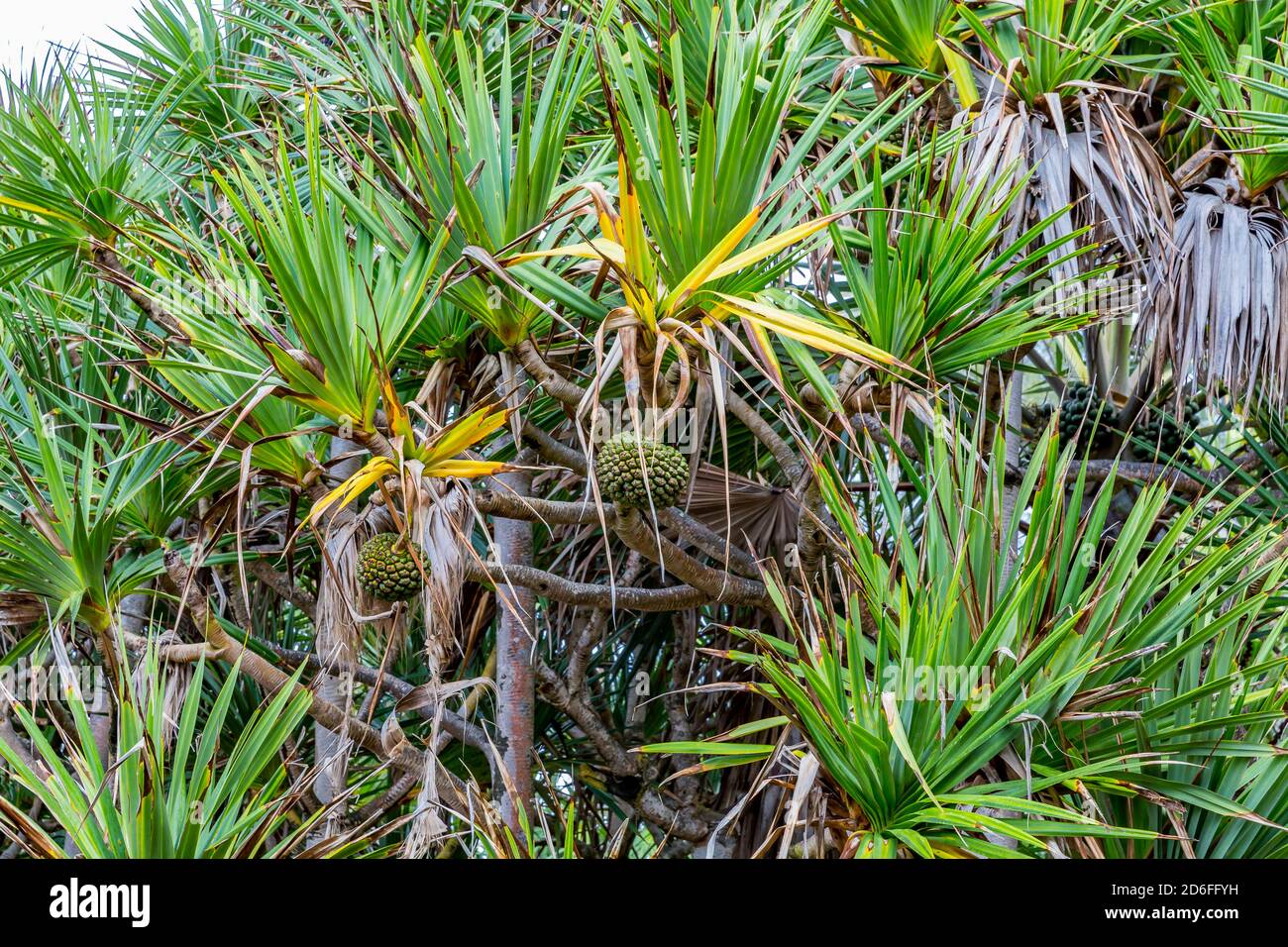 Screw palm, Pandanus palm, (Pandanus), park with palm trees, Cap ...