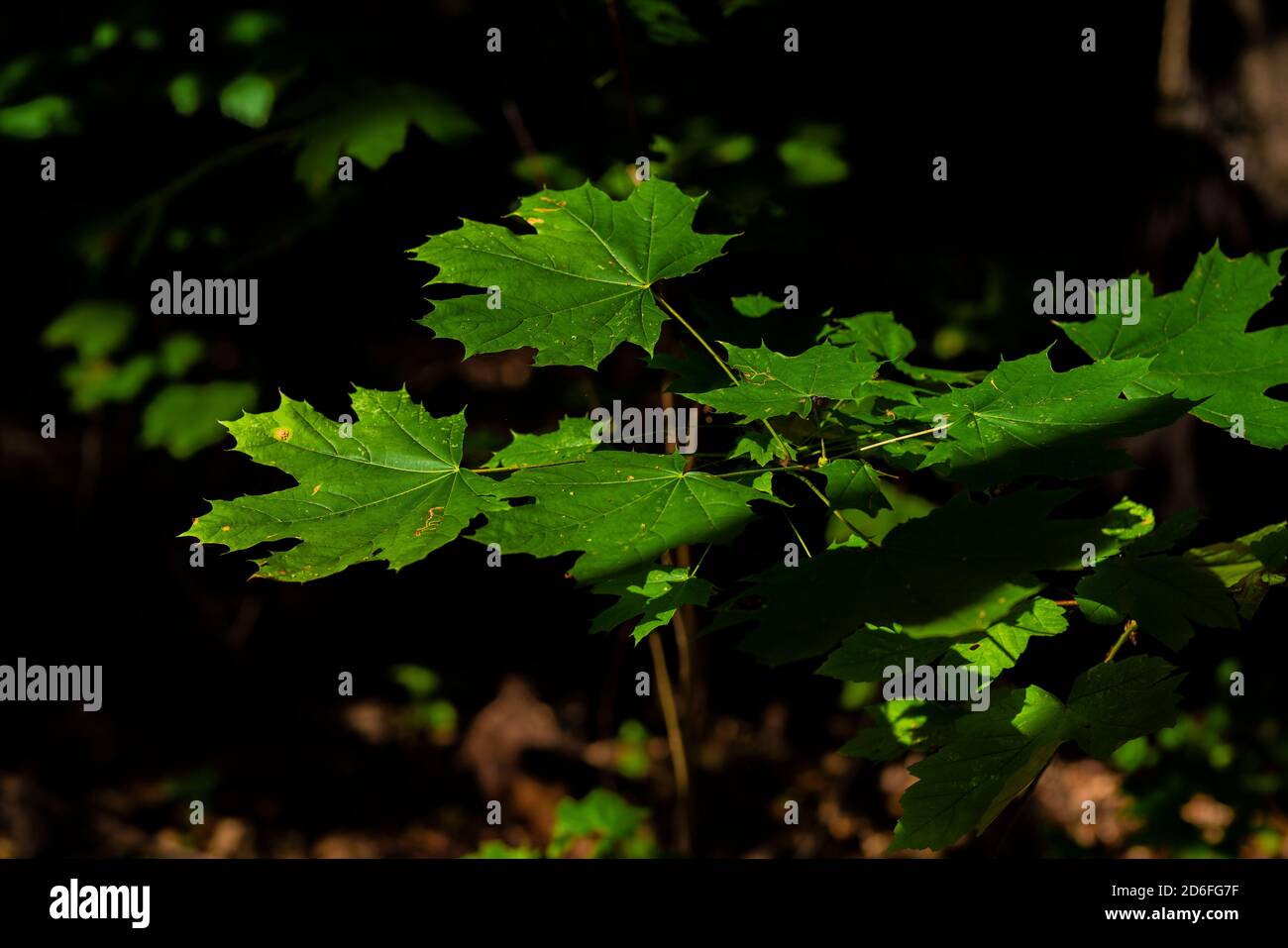 Small young maple tree in the forest in the summer in Germany Stock ...