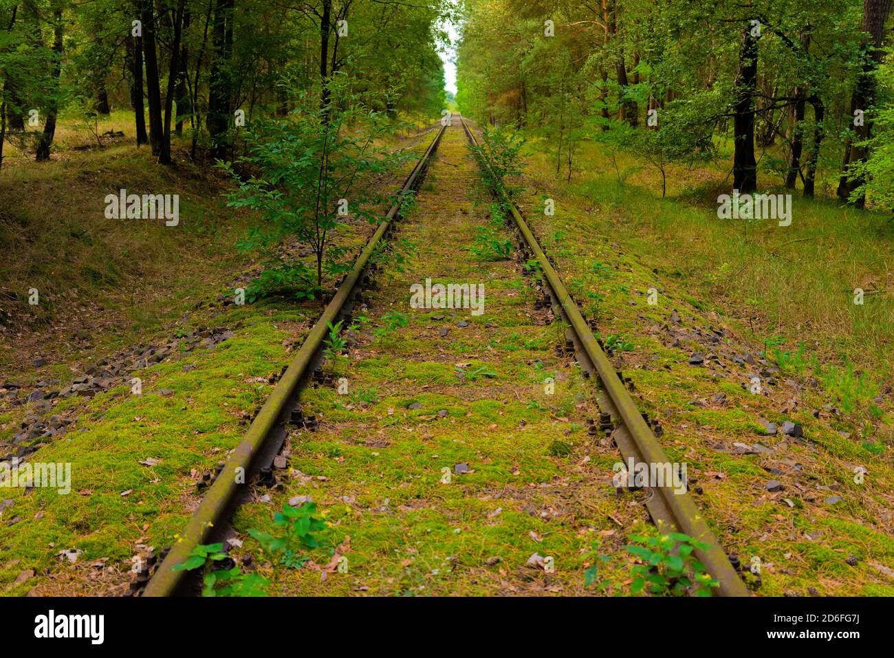 old railway track,grown with moss and young deciduous trees, selective ...