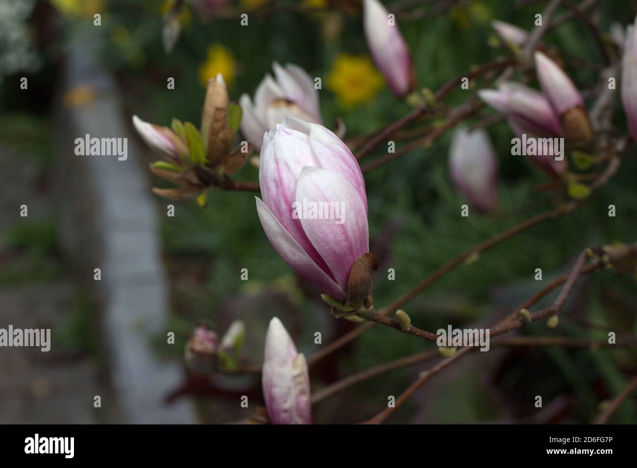 Closeup shot of the flowering tree of the Magnolia Sulanga Stock Photo ...