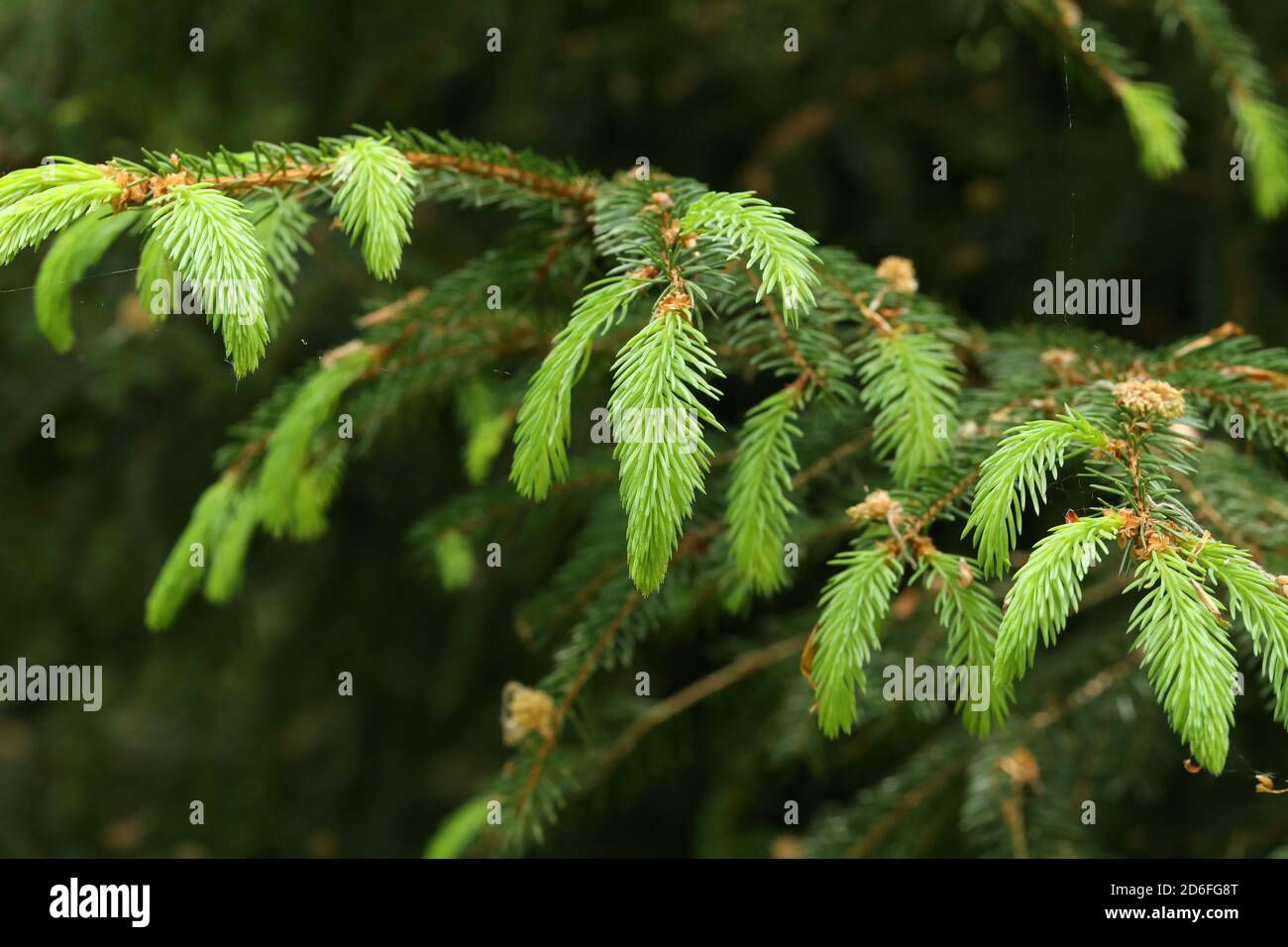 Shot of fir branches in a forest Stock Photo - Alamy