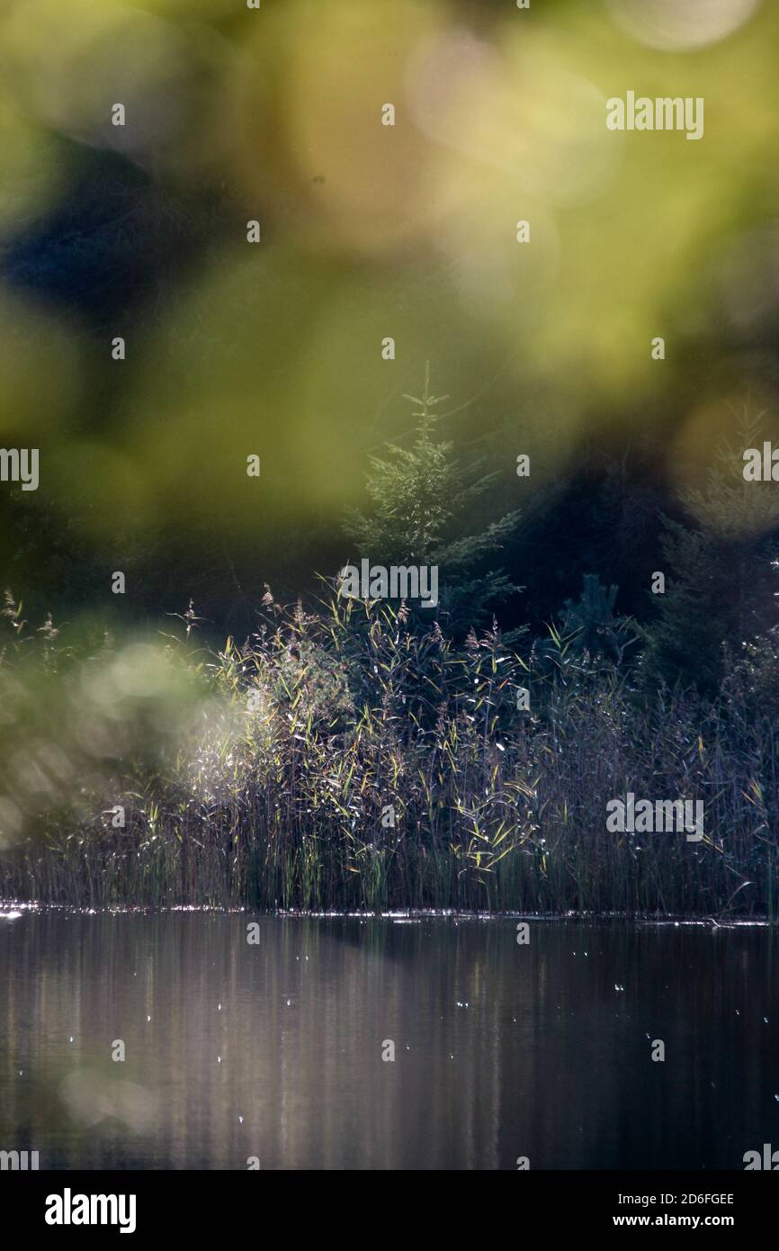 Lake, forest, blur Stock Photo - Alamy