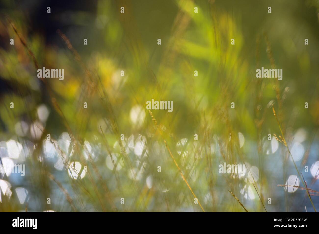 Lake, reeds, glitter, reflection Stock Photo - Alamy