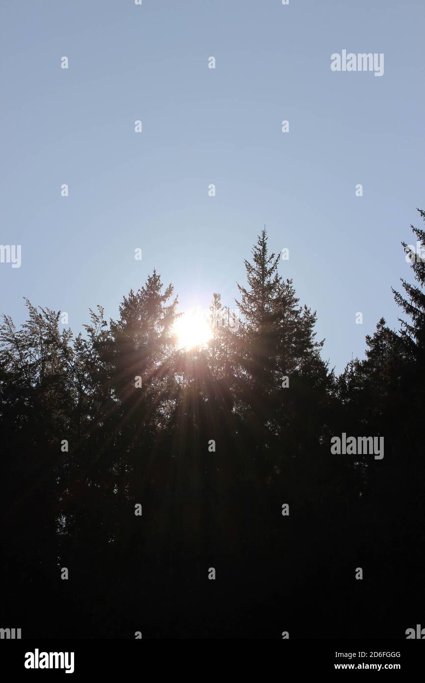 Trees, sun rays Stock Photo - Alamy