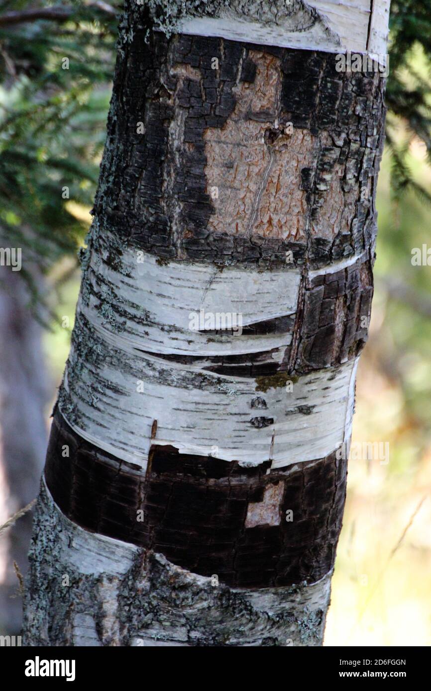 Birch barks hi-res stock photography and images - Alamy