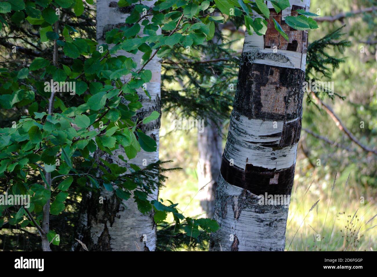 Birch trees close up hi-res stock photography and images - Alamy